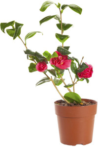 garden nature care Pilkhan Plant Price in India - Buy garden nature ...