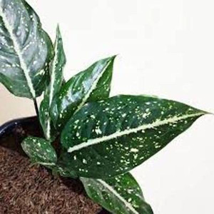 ashokavanam Emerald Star Plant Price in India - Buy ashokavanam Emerald ...