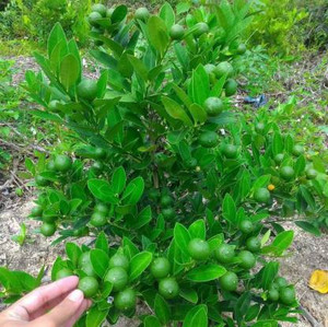Greenery Nursery Lemon Plant Price in India - Buy Greenery Nursery ...