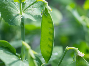 GROUNDOXY Best Quality Hybrid Green peas (Hari Matar) Vegetable Seed ...