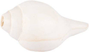 krishna co Blowing, Sacred, Decorative Shankh Price in India - Buy ...