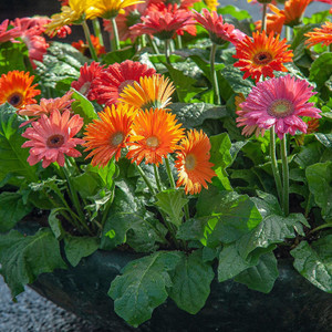 ashokavanam Gerbera Plant Price in India - Buy ashokavanam Gerbera ...