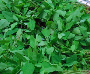 Gromax India Bathua Saag Vegetable Seed For Home Garden Pkt 40 Seed ...