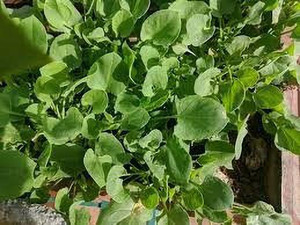 Chalisa Sorrel, Chukka kura, Leafy Vegetable Seed Price in India - Buy ...
