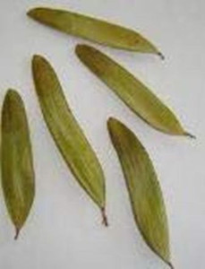 RK Seeds Anjan tree Seed Price in India - Buy RK Seeds Anjan tree Seed ...