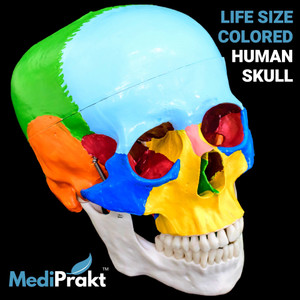 MediPrakt | COLORED HUMAN SKULL | LIFE SIZE | 14 Color Coded Regions ...