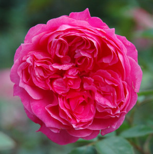 JR GLOBLE Rose Plant Price in India - Buy JR GLOBLE Rose Plant online ...