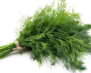 XOLDA Soya Seed Price in India - Buy XOLDA Soya Seed online at Flipkart.com