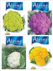 ALPINE HYBRID SEEDS pack of 4 colourful hybrid cauliflower, f-1 hybrid ...