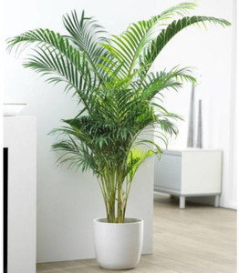 PB REBA PLANT Areca Plam Price in India - Buy PB REBA PLANT Areca Plam ...