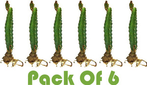 PB REBA PLANT Dragon Tree Price in India - Buy PB REBA PLANT Dragon ...