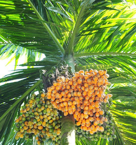 pb mandira plant Betel Nut/Supari Plant Price in India - Buy pb mandira ...