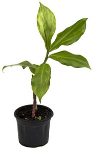 PB REBA PLANT Insulin Plant Price in India - Buy PB REBA PLANT Insulin ...