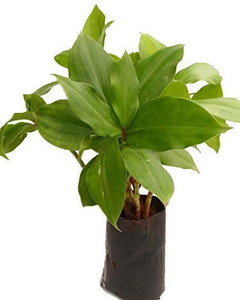 PB REBA PLANT Insulin Plant Price in India - Buy PB REBA PLANT Insulin ...