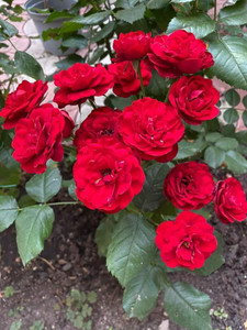 Flowerly Poulomi Rose Plant Price in India - Buy Flowerly Poulomi Rose ...