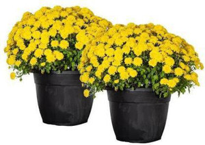 JR GLOBLE Chrysanthemums/ Guldavari Plant Price in India - Buy JR ...