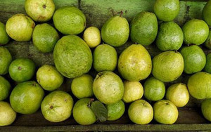 CHOUDHARY PLANTHUB Guava Plant Price in India - Buy CHOUDHARY PLANTHUB ...