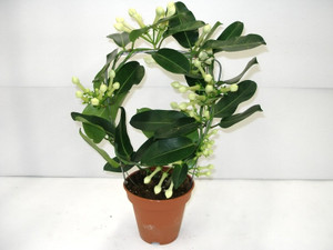 Flowerly Poulomi Night Bloom Jasmine Plant Price in India - Buy ...