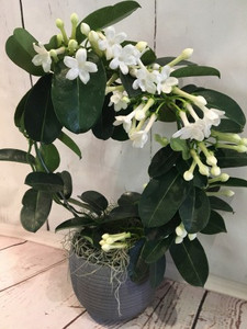 Zomoloco Night Bloom Jasmine Plant Price in India - Buy Zomoloco Night ...