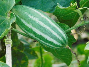 seedagro Pointed gourd - Parwal - Potol - Kambupudalai- 10pc pack Seed ...