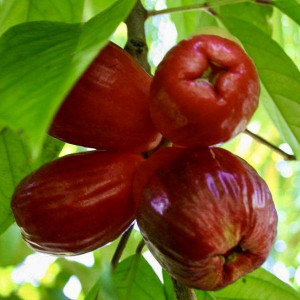 Cloud Farm Jamun Plant Price in India - Buy Cloud Farm Jamun Plant ...