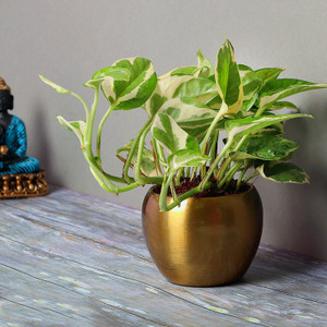 Floweraura Pothos Plant Price in India - Buy Floweraura Pothos Plant ...