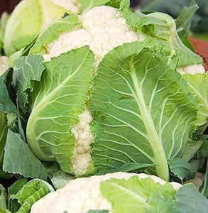 Flowtine Gobhi Seed Price in India - Buy Flowtine Gobhi Seed online at ...