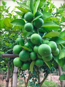 PB REBA PLANT Lemon Plant Price in India - Buy PB REBA PLANT Lemon ...