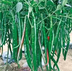 skreal K2 Hybrid Chilli Seed Price in India - Buy skreal K2 Hybrid ...