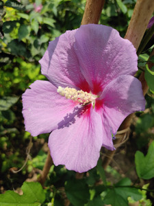 Fulmala Nursery Hibiscus Plant Price in India - Buy Fulmala Nursery ...