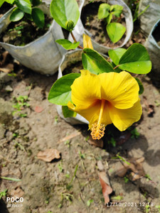 Fulmala Nursery Hibiscus Plant Price in India - Buy Fulmala Nursery ...