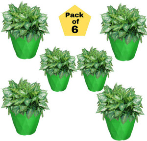 GTC Diamond shape Planter Pot (10 Inch, Pack of 6) For Indoor and ...