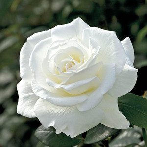 MODERN PLANT Rose Plant Price in India - Buy MODERN PLANT Rose Plant ...