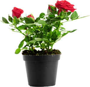 Ultima Search Rose Plant Price in India - Buy Ultima Search Rose Plant ...
