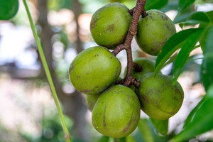 My Dream Nursery Amra Plant Price in India - Buy My Dream Nursery Amra ...