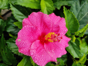 Fulmala Nursery Hibiscus Plant Price in India - Buy Fulmala Nursery ...