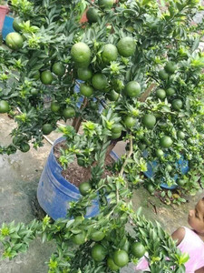 PB REBA PLANT Lemon Plant Price in India - Buy PB REBA PLANT Lemon ...
