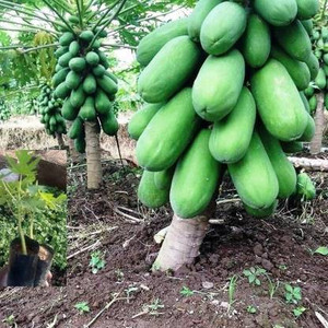 THAMMAR gayllord pusa nanha /dwarf papaya Seed Price in India - Buy ...