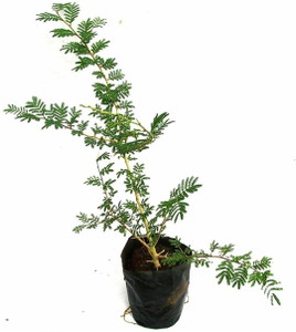 ROYAL NURSERY Shami/Jand Plant Price in India - Buy ROYAL NURSERY Shami ...