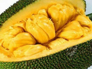 Fulmala Nursery Jackfruit Plant Price in India - Buy Fulmala Nursery ...