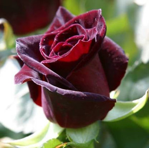 pagoda point Rose Plant Price in India - Buy pagoda point Rose Plant ...