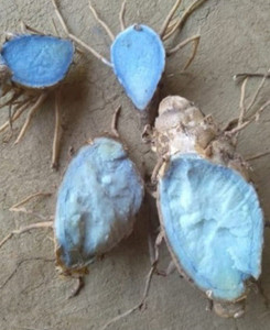 plantsworld Nalla Pasupu, Kali Haldi, Kari Manjal, Naru Kachora Seed ...