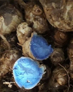 Pioneer Natural Kala Haldi, Kali Haldi, Kari Manjal, Curcuma Seed Price ...