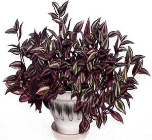 ashokavanam Wandering Jew Plant Price in India - Buy ashokavanam ...