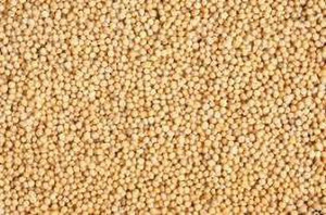 PILISARSO PILI SARSO, YELLOW MUSTARD SEEDS, MUSTARD SEEDS Seed Price in ...