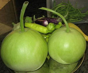 Zomoloco Round Lauki Bottle Gourd Seeds Seed Price in India - Buy ...