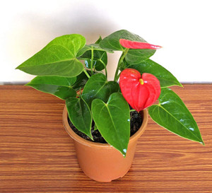 ENRICH PLANTS Anthurium Plant Price in India - Buy ENRICH PLANTS ...