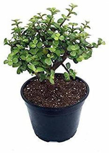 Indian Flora Jade Plant Price in India - Buy Indian Flora Jade Plant ...