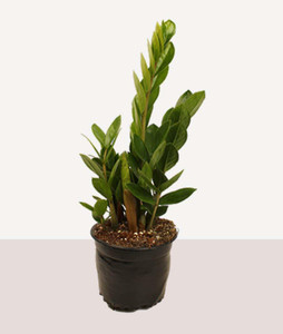 ENRICH PLANTS Zamia Zz Price in India - Buy ENRICH PLANTS Zamia Zz ...