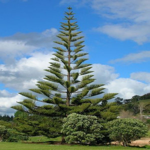 SHOP 360 GARDEN Araucaria cookii, Cook pine - Evergreen Coniferous tree ...